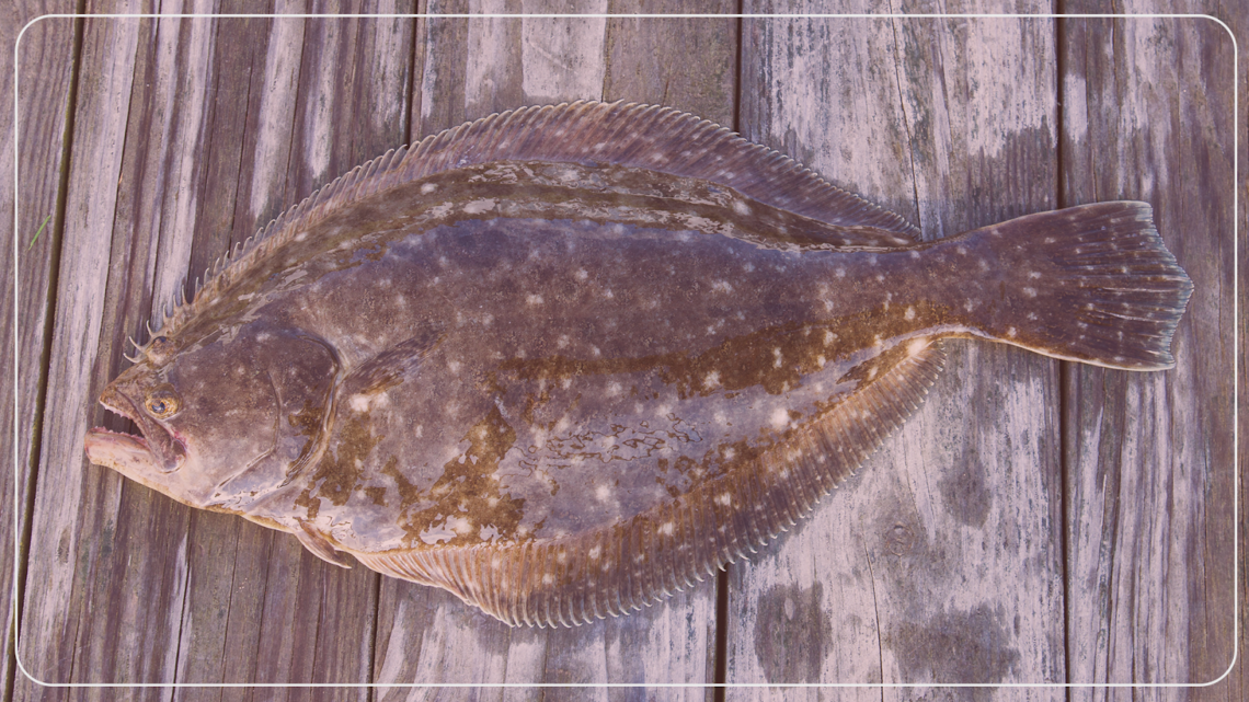 Discover the 10 Most Expensive Fish You Can Eat Around The World ...