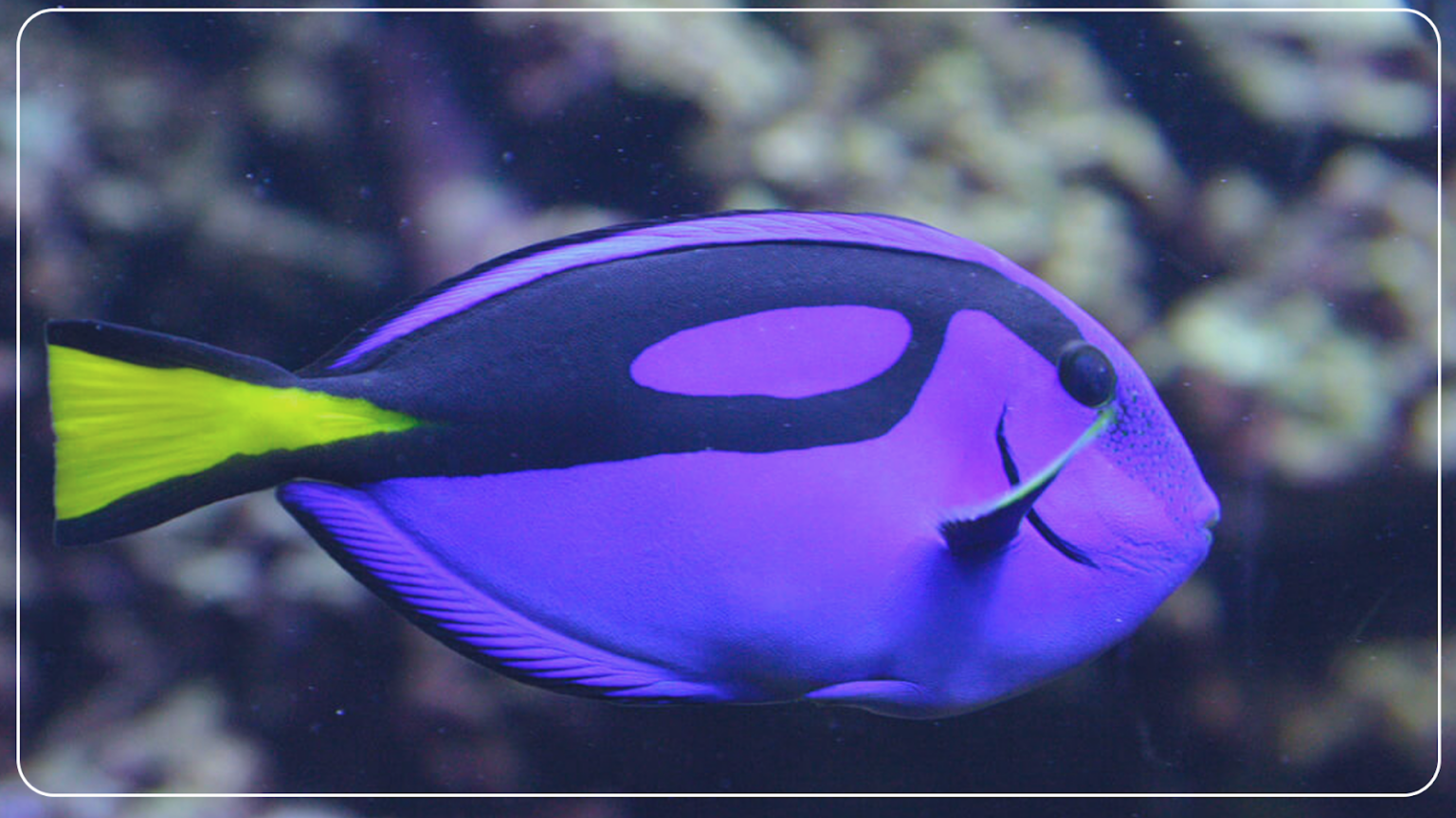 Top 7 Finding Nemo Fish in Real Life - sharksinfo.com