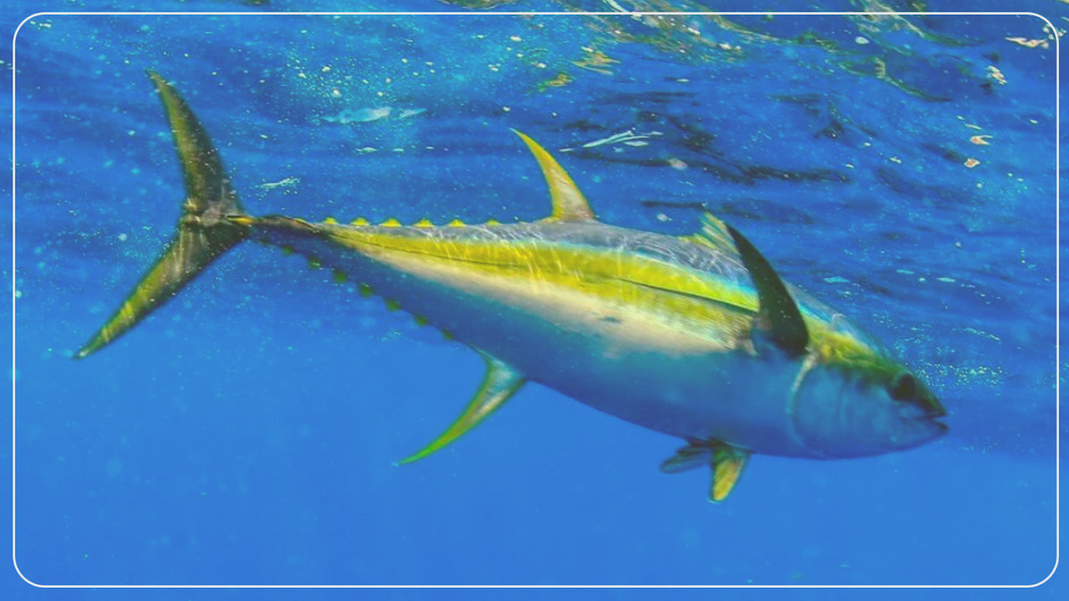 Discover the 10 Most Expensive Fish You Can Eat Around The World ...