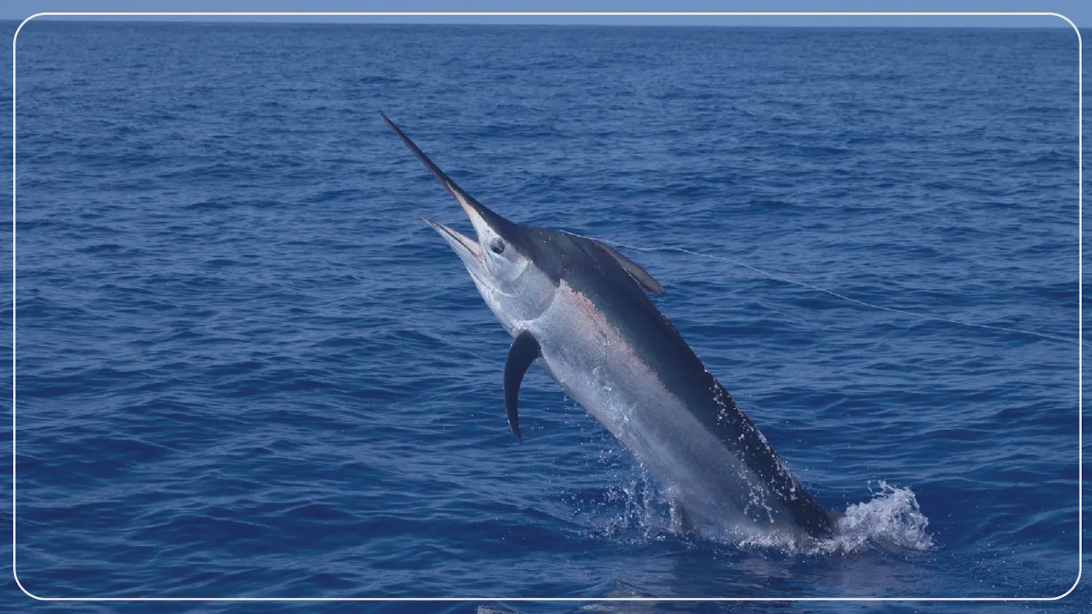 Discover the 10 Most Expensive Fish You Can Eat Around The World ...