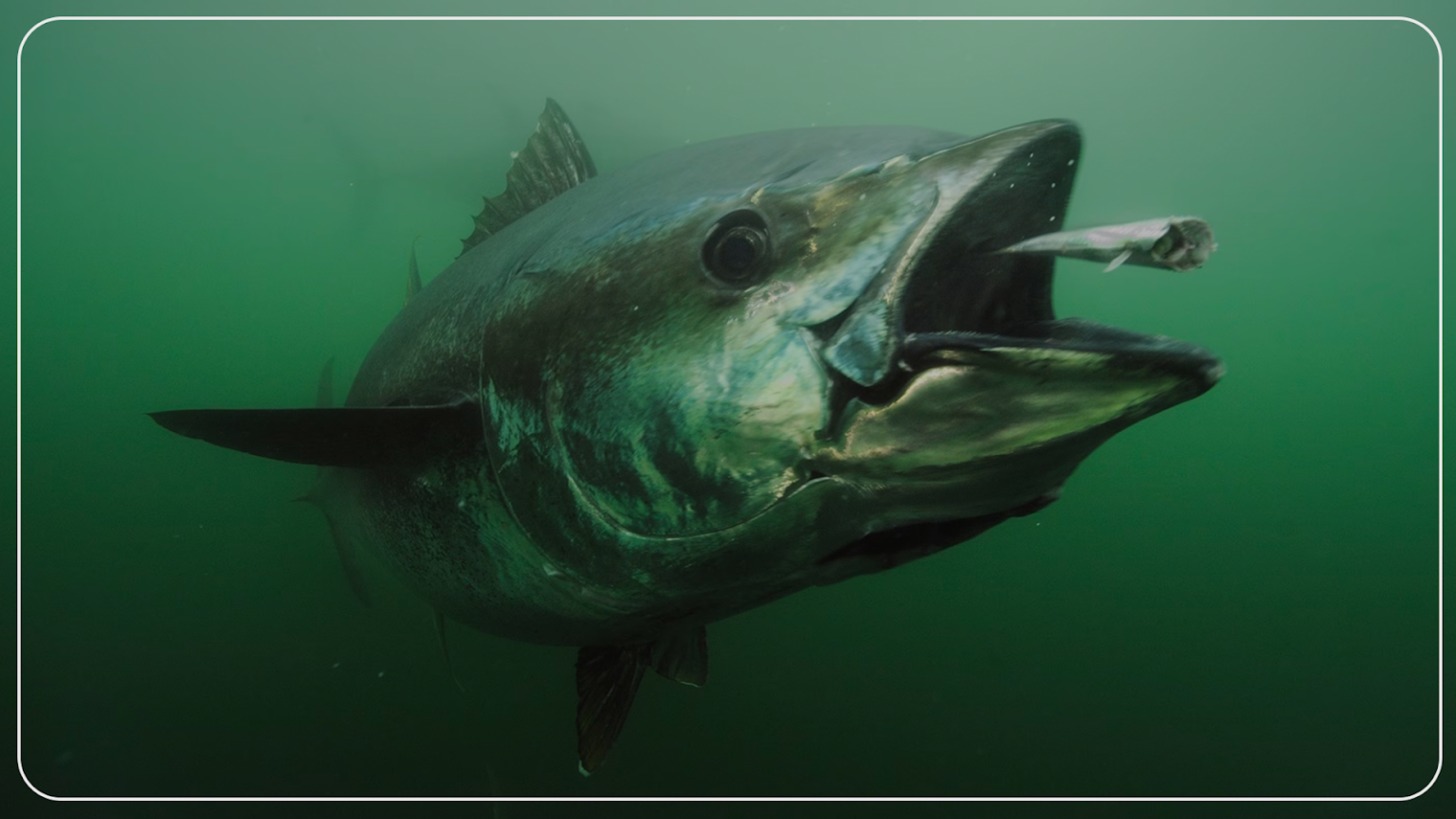 Discover the 10 Most Expensive Fish You Can Eat Around The World ...