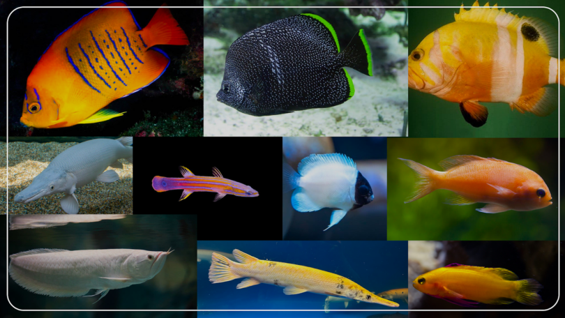 Discover the 10 Most Expensive Fish You Can Eat Around The World ...