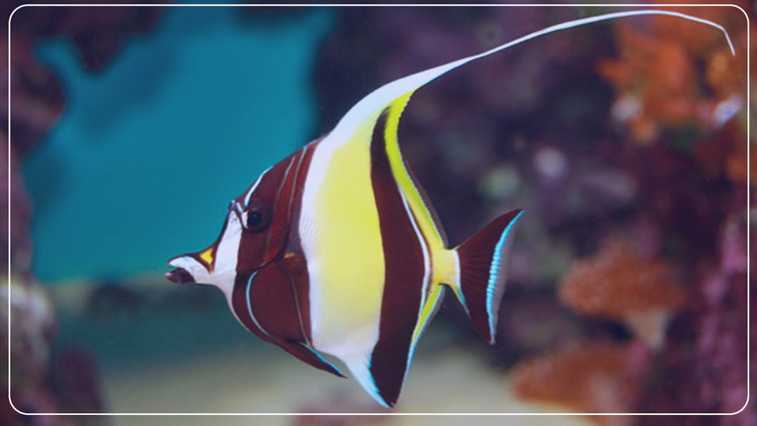 Top 7 Finding Nemo Fish in Real Life – sharksinfo.com