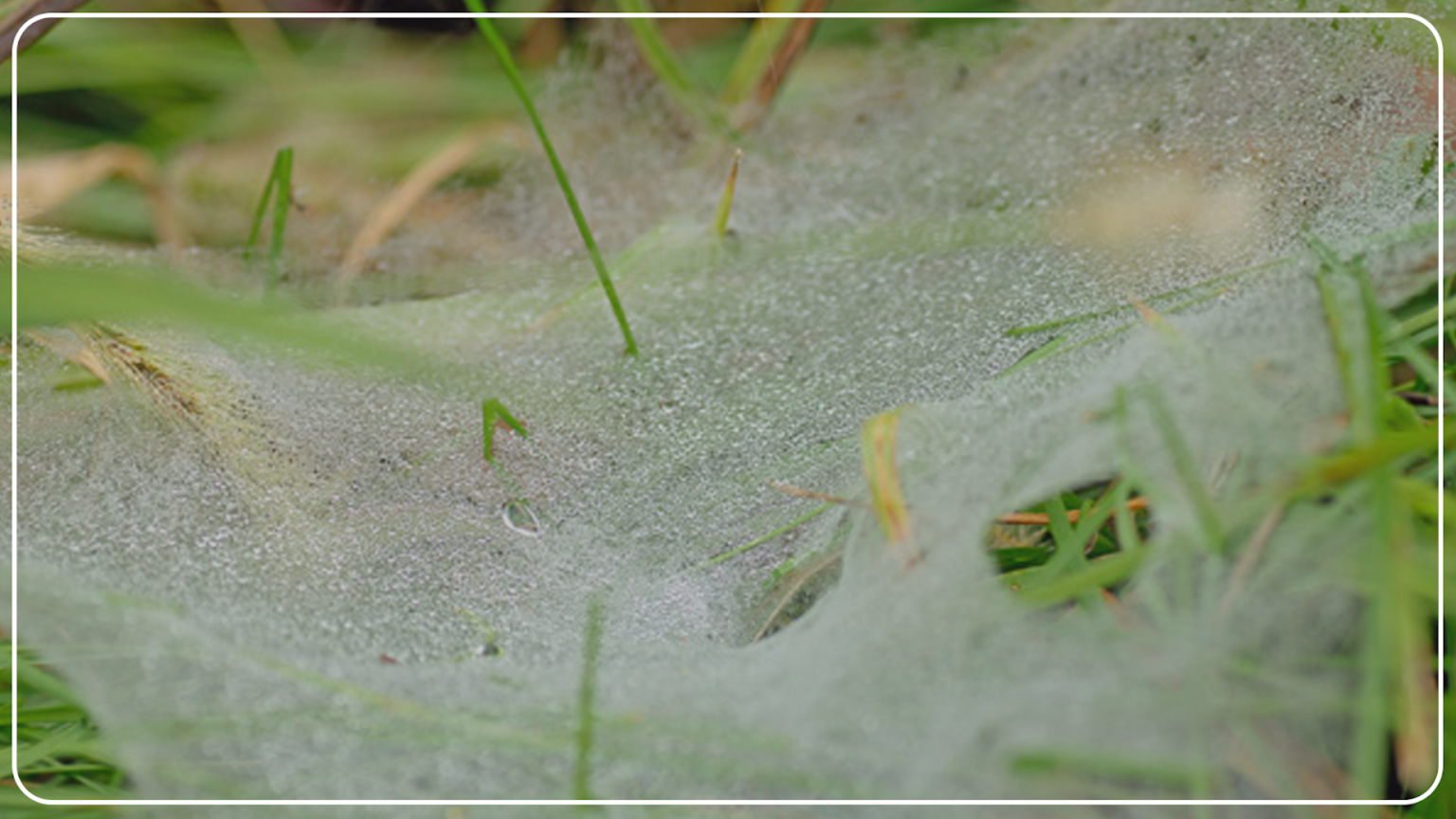 Spider Season: The Untold Story of Spider Rain in Australia ...