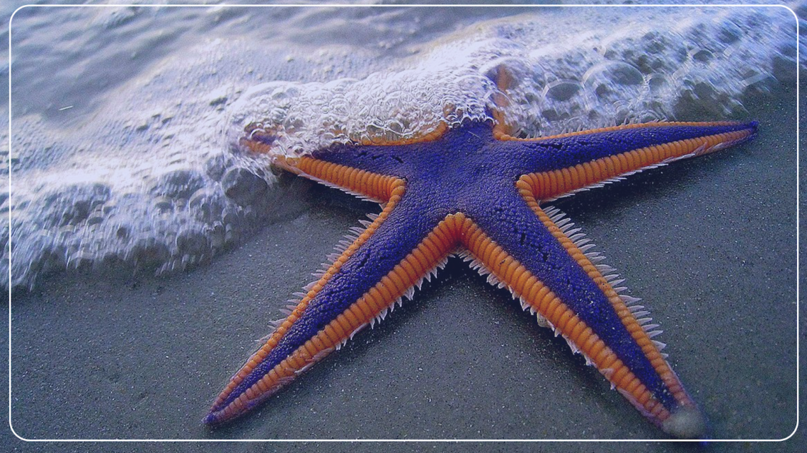 Top 7 Finding Nemo Fish in Real Life - sharksinfo.com