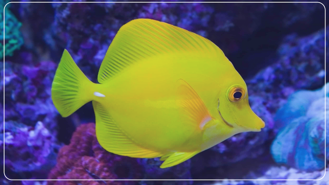 Top 7 Finding Nemo Fish in Real Life – sharksinfo.com