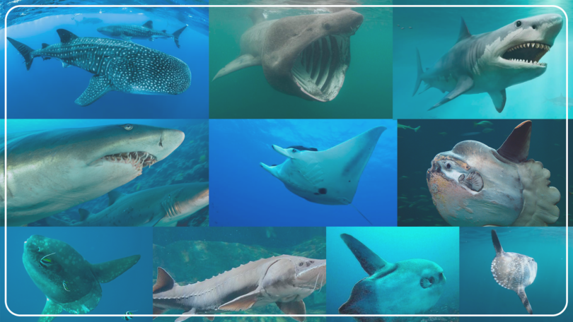 World’s Top 10 Biggest Fish – sharksinfo.com