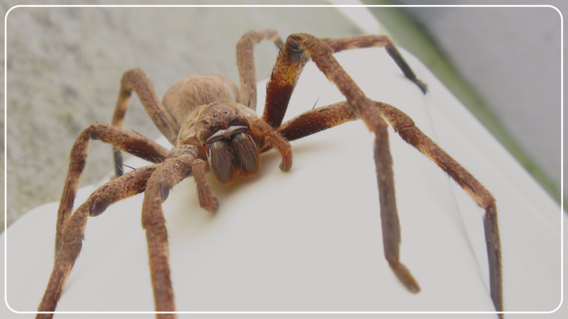Spider Season: The Untold Story of Spider Rain in Australia ...