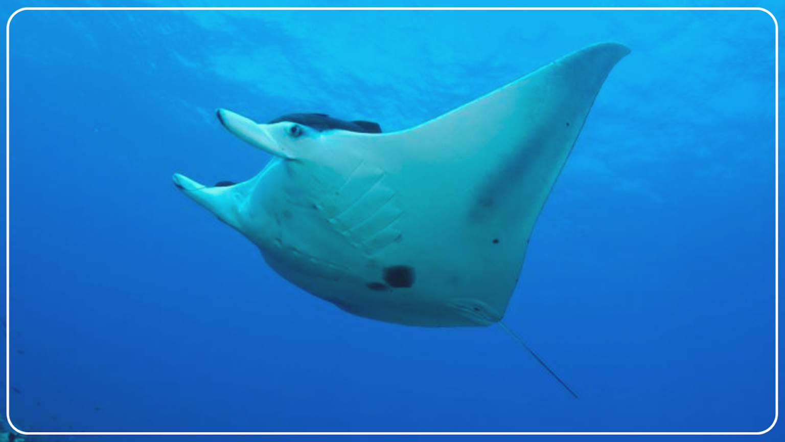 World’s Top 10 Biggest Fish – sharksinfo.com
