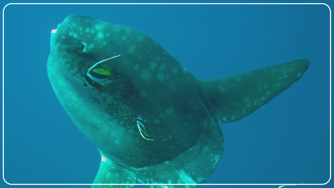 World’s Top 10 Biggest Fish – sharksinfo.com