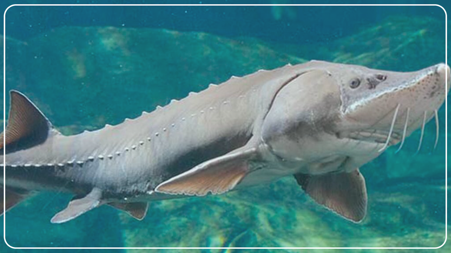 World’s Top 10 Biggest Fish – sharksinfo.com