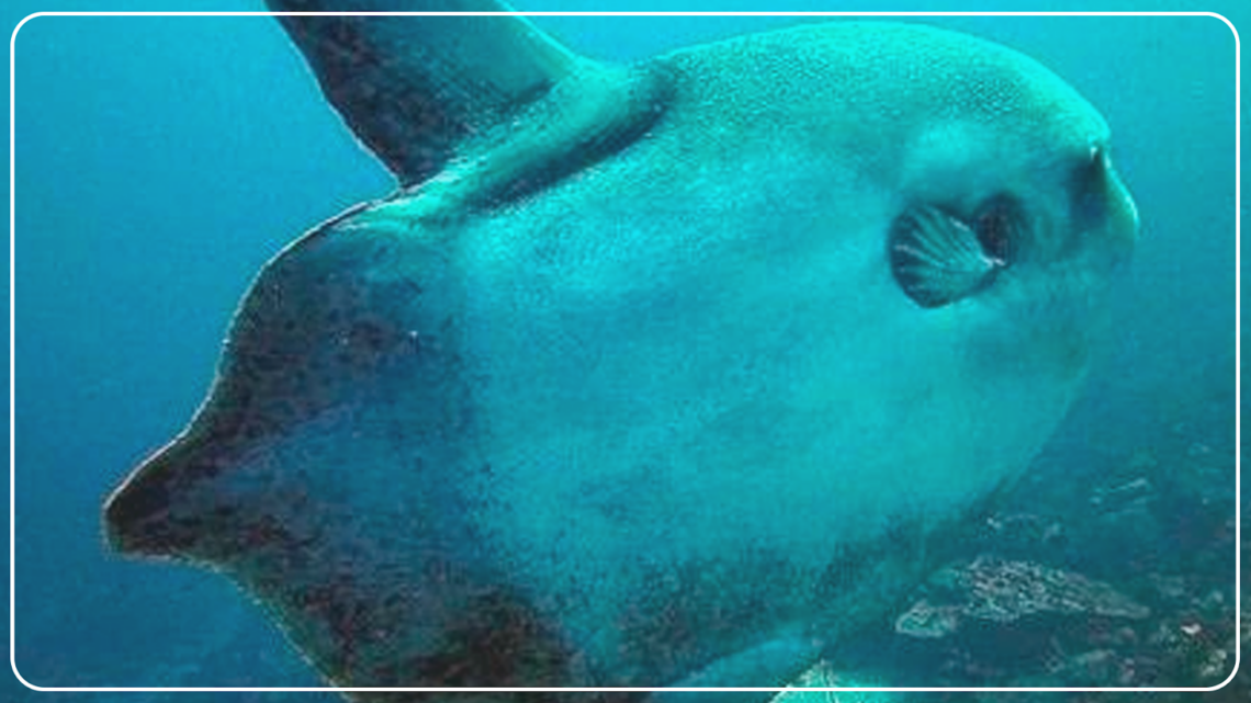 World’s Top 10 Biggest Fish – sharksinfo.com