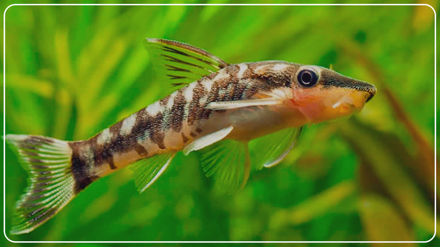 11 Types of Suckerfish: The Size Comparison – sharksinfo.com