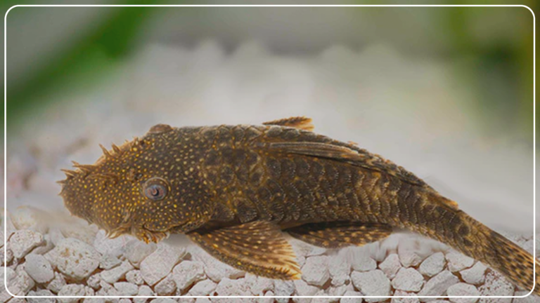 11 Types of Suckerfish: The Size Comparison – sharksinfo.com