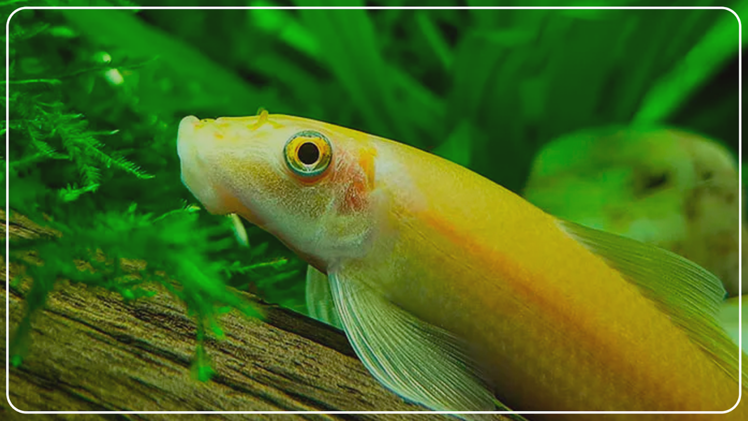 11 Types of Suckerfish: The Size Comparison – sharksinfo.com