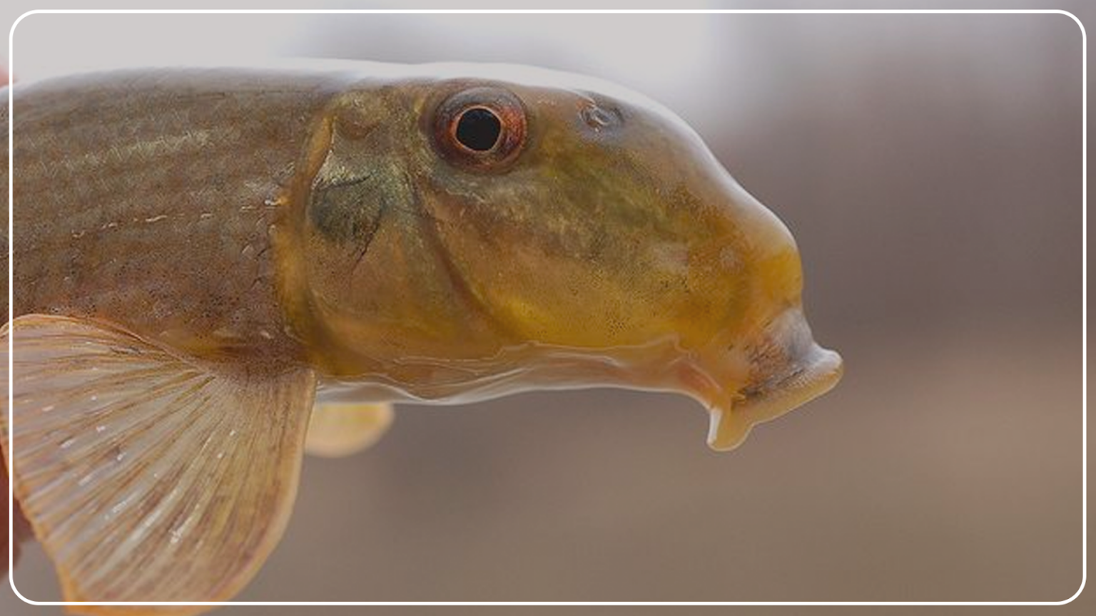 11 Types of Suckerfish: The Size Comparison – sharksinfo.com