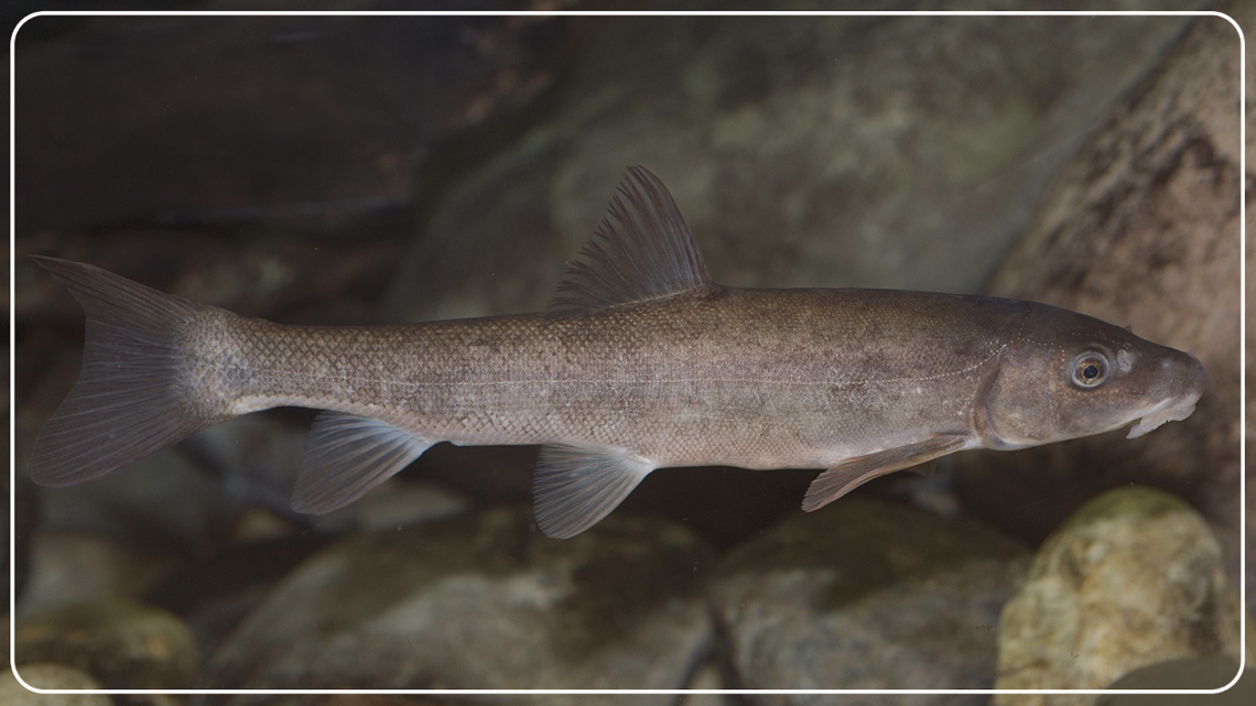 11 Types of Suckerfish: The Size Comparison – sharksinfo.com