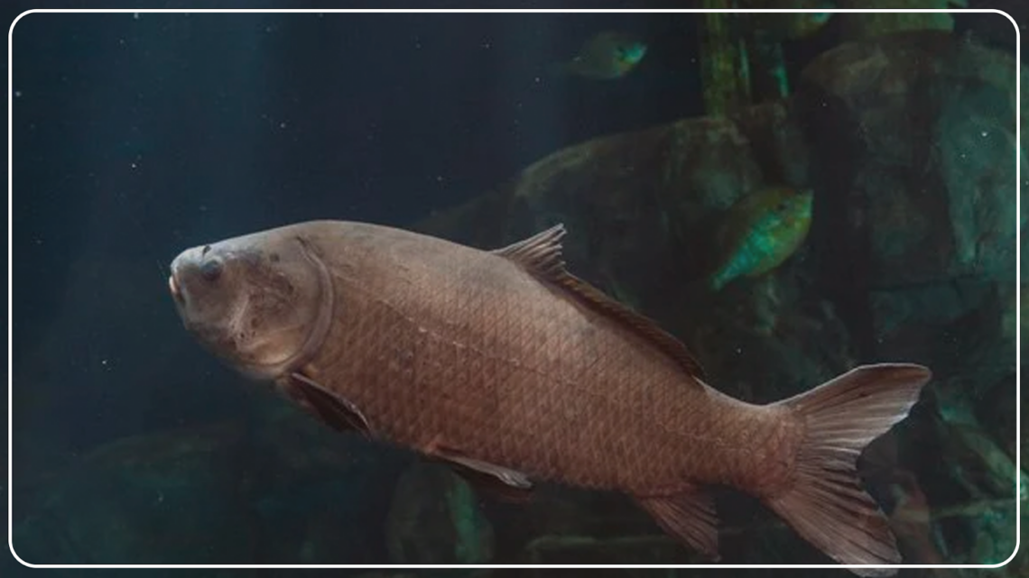 11 Types of Suckerfish: The Size Comparison – sharksinfo.com