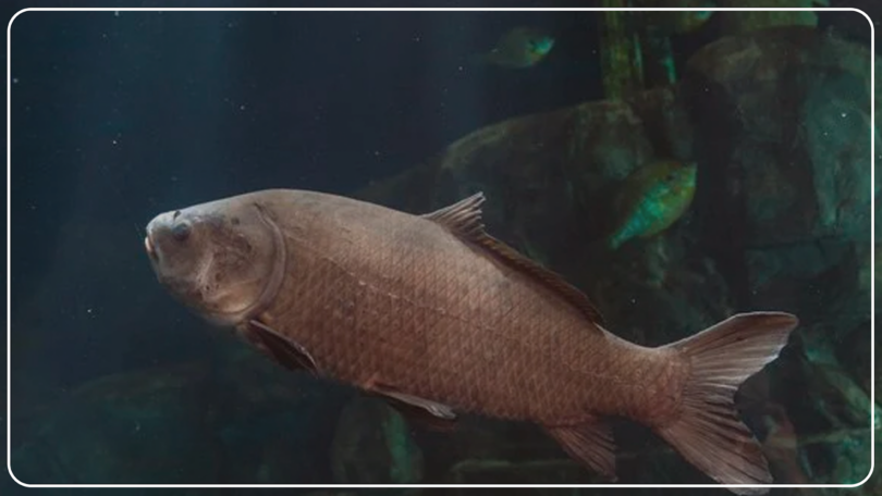 11 Types of Suckerfish: The Size Comparison - sharksinfo.com