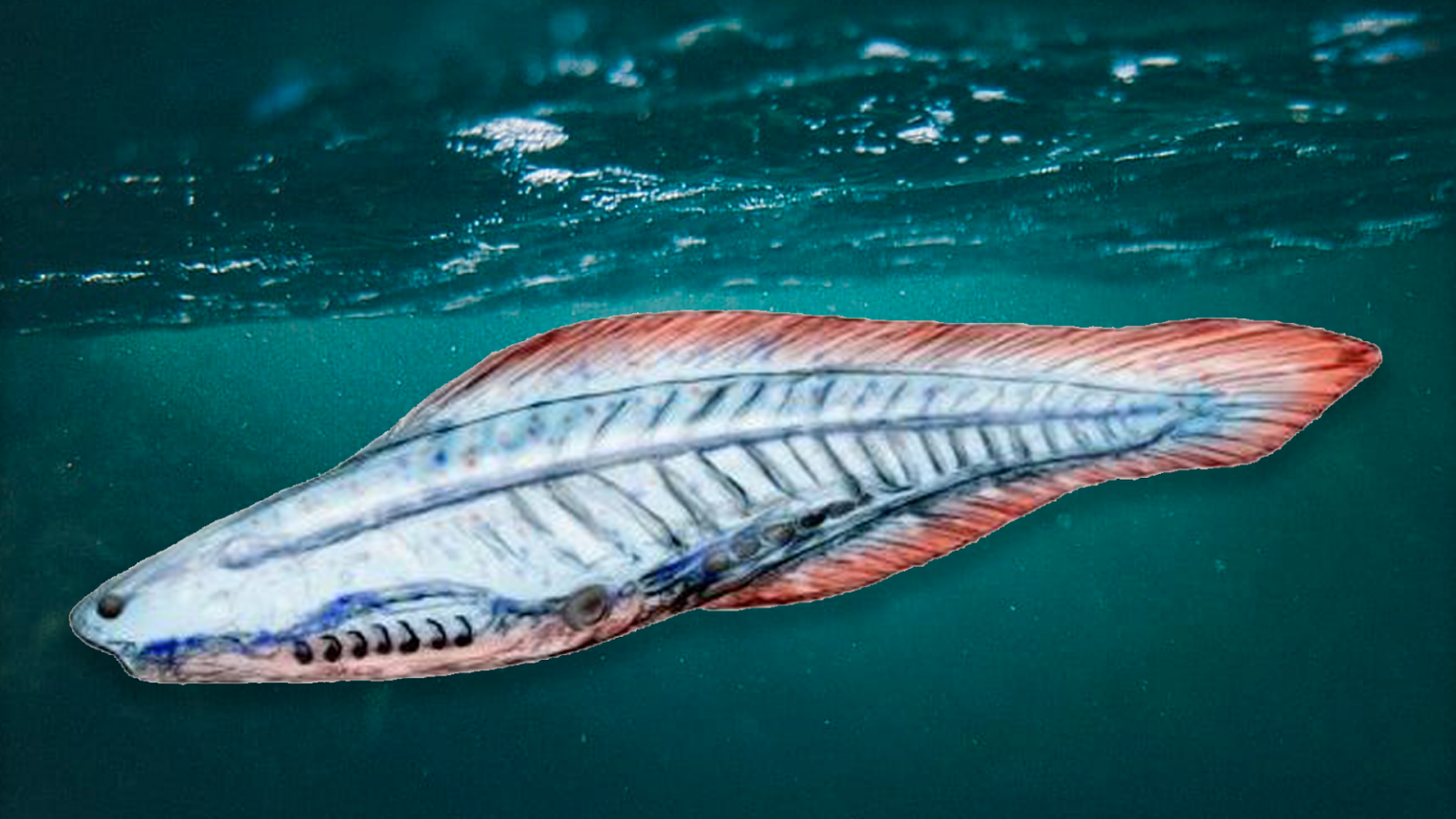 A Comprehensive Guide to Fish: (Characteristics, Types, and More ...