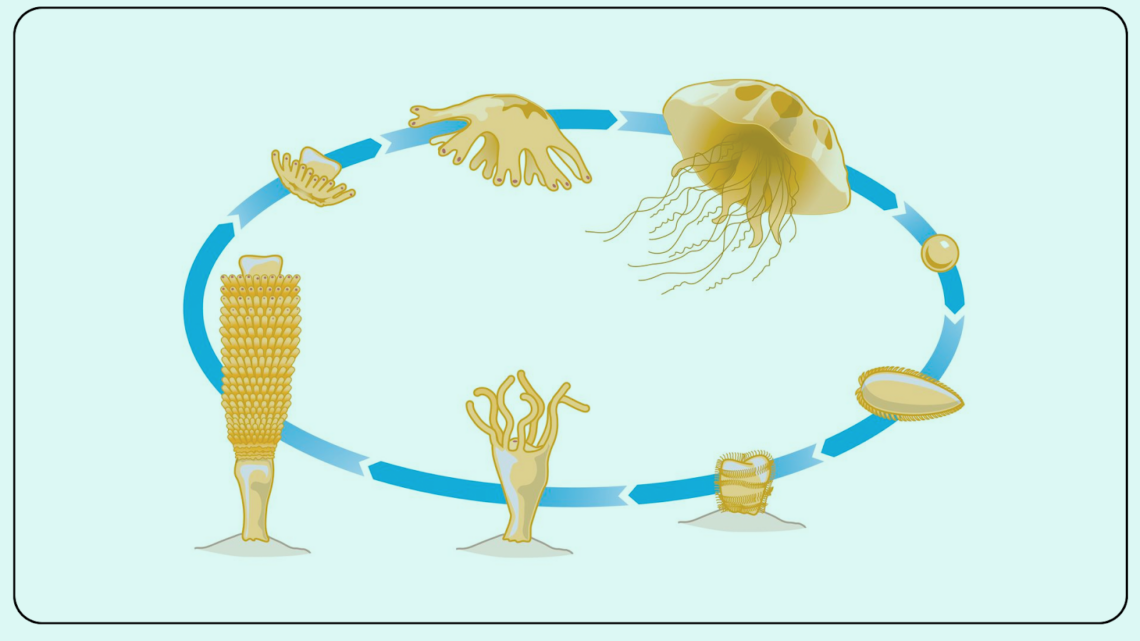 Box Jellyfish Facts You Must Know – sharksinfo.com