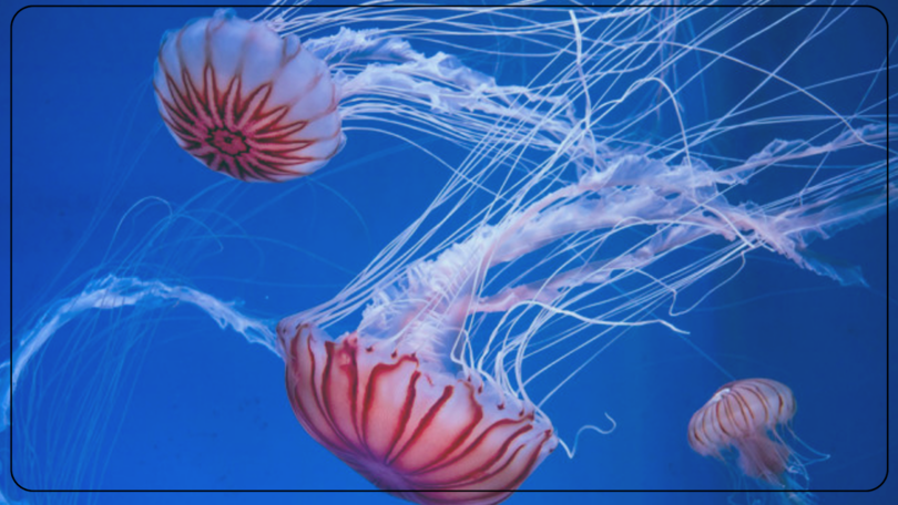 Box Jellyfish Facts You Must Know – sharksinfo.com