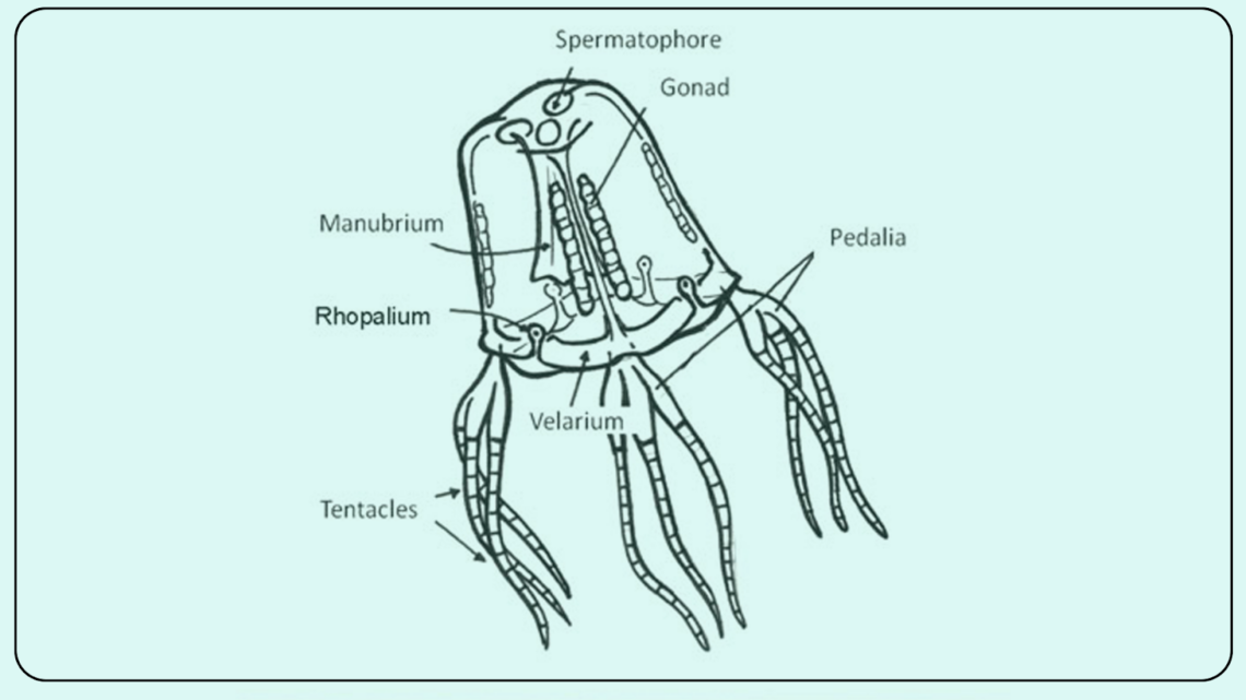Box Jellyfish Facts You Must Know – sharksinfo.com