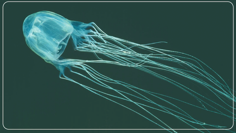 Box Jellyfish Facts You Must Know – sharksinfo.com