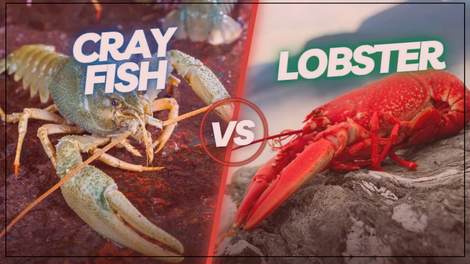 Crayfish vs Lobster: A Detailed Comparison – sharksinfo.com