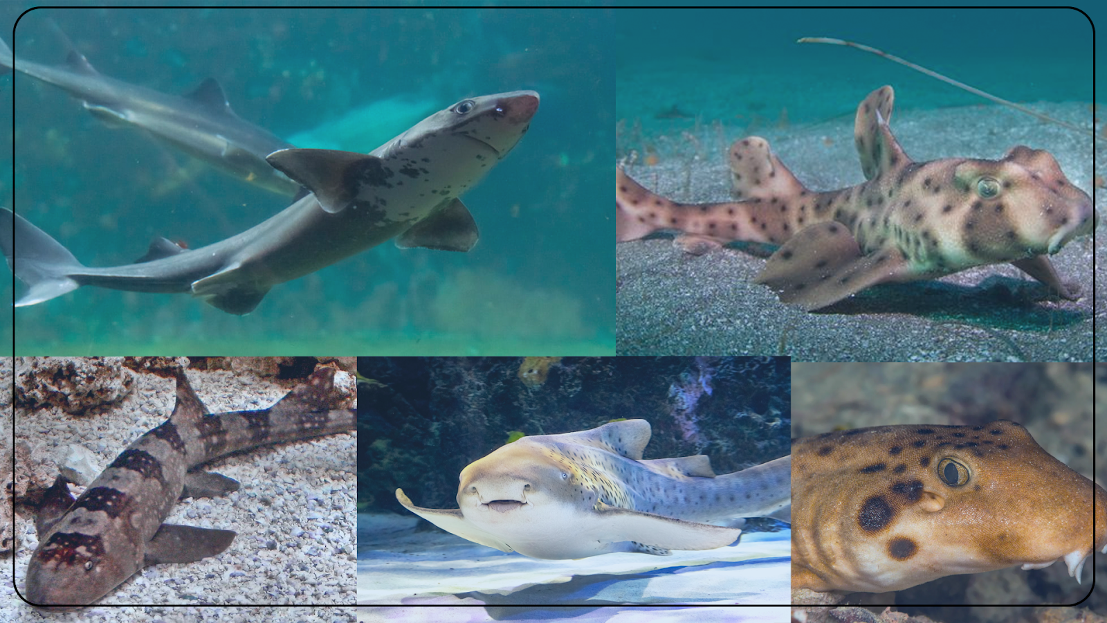 Sharks Laying Eggs: Surprising Fact of Sharks – sharksinfo.com