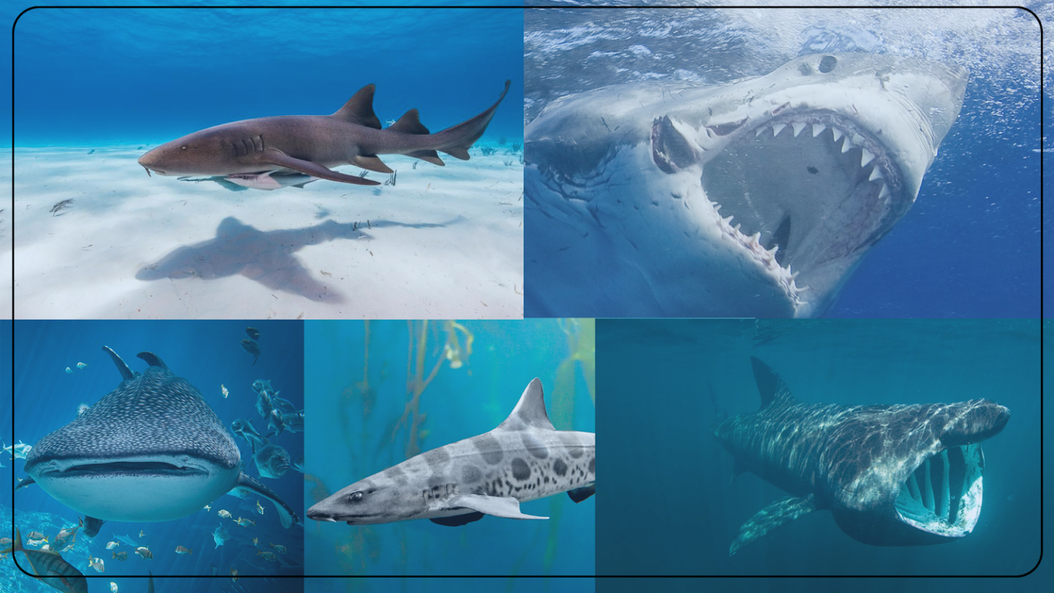 Sharks Laying Eggs: Surprising Fact of Sharks – sharksinfo.com