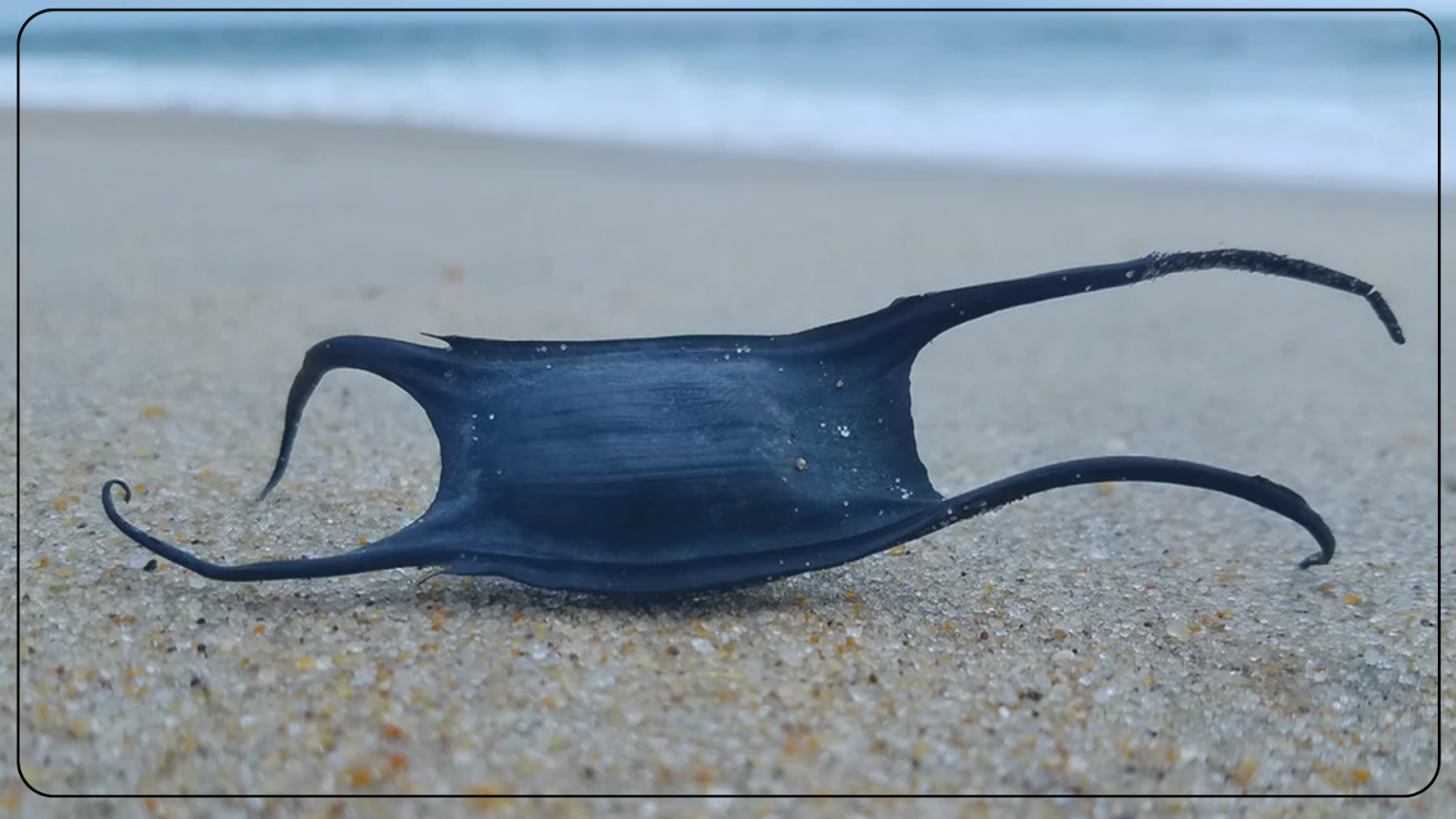 Sharks Laying Eggs: Surprising Fact of Sharks – sharksinfo.com