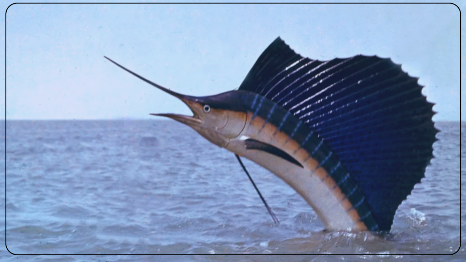 Soaring in the Ocean: 10 Fastest Fish in the World – sharksinfo.com