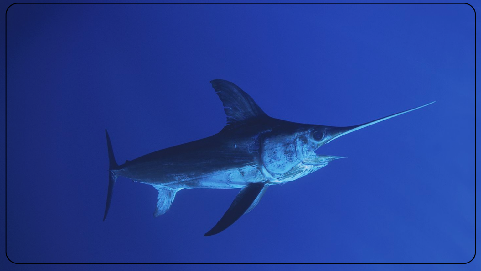 Soaring in the Ocean: 10 Fastest Fish in the World – sharksinfo.com