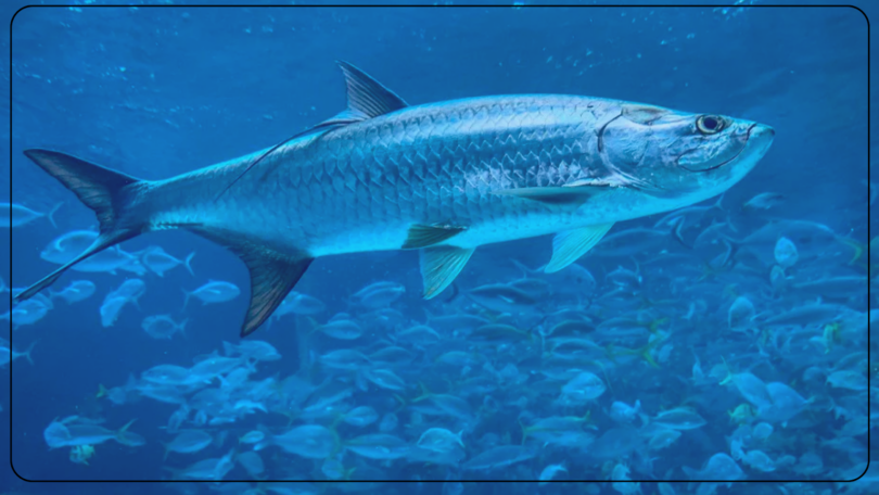 Soaring in the Ocean: 10 Fastest Fish in the World – sharksinfo.com