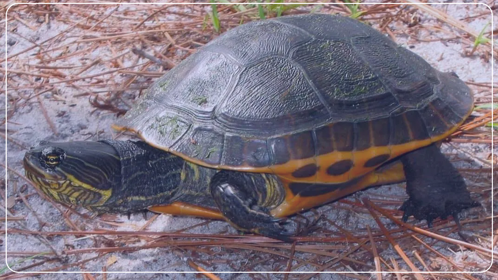 Top 11 Types of Turtles You Can Find in Florida. – sharksinfo.com