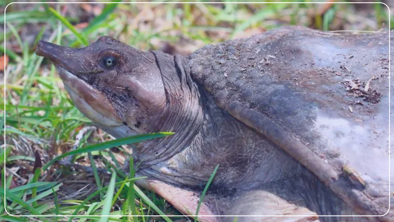 Top 11 Types of Turtles You Can Find in Florida. – sharksinfo.com