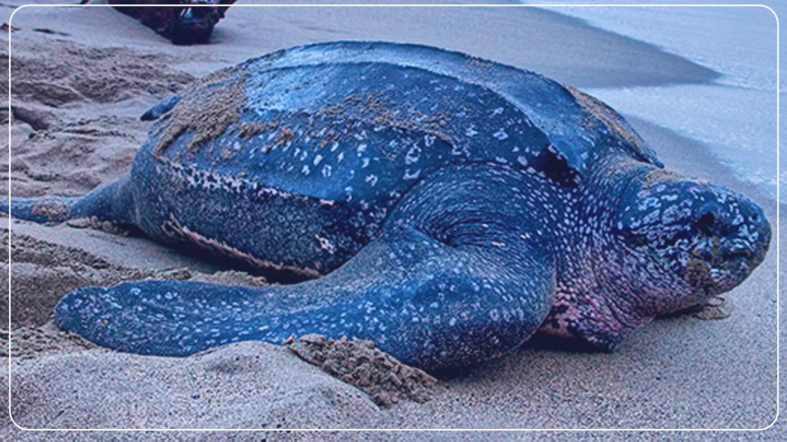 Top 11 Types of Turtles You Can Find in Florida. – sharksinfo.com