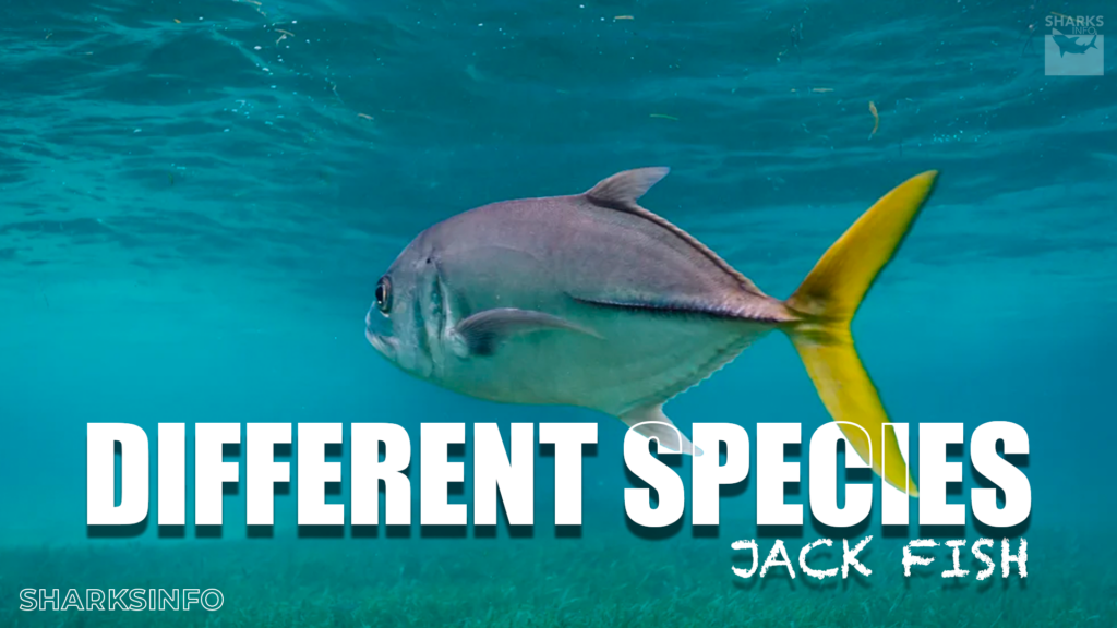 All of the Different Species of Jackfish That Anglers Can Catch ...