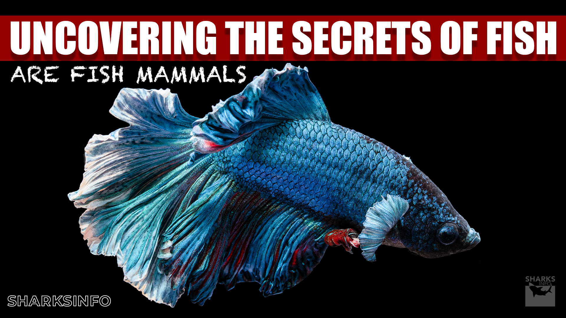 Are Fish Mammals: Uncovering the Secrets of Fish – sharksinfo.com