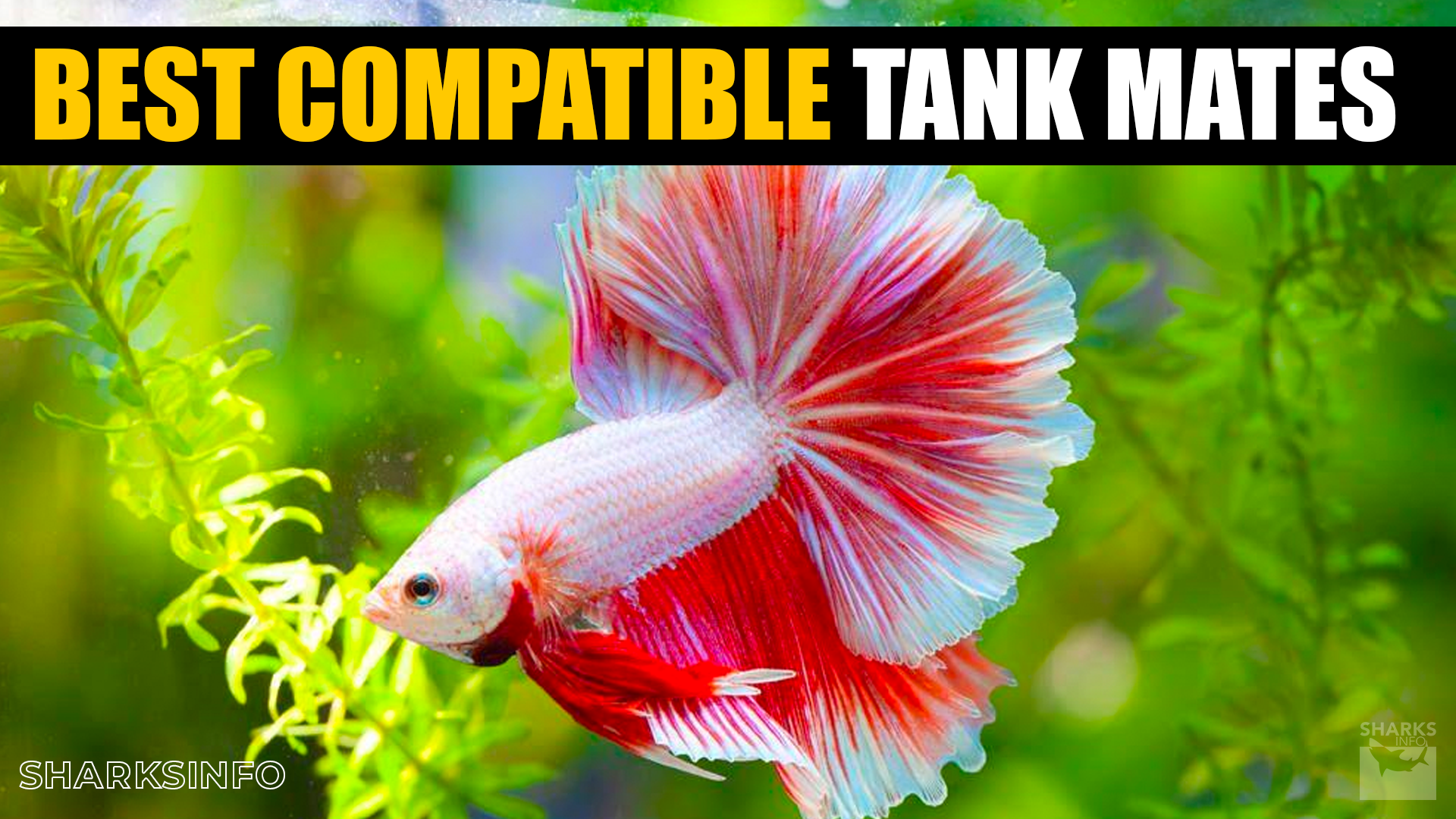 Best Compatible Tank Mates for Betta Fish in an Aquarium – sharksinfo.com