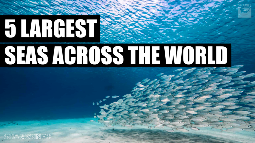 The 5 Largest Seas Across the World – sharksinfo.com