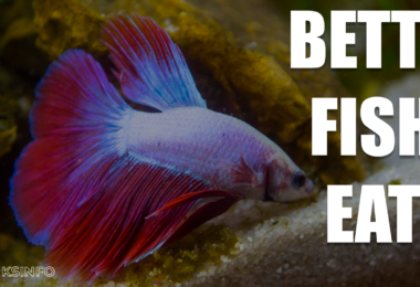 What is a Baby Fish Called? – sharksinfo.com