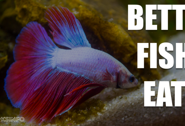 What Do Sea Snakes Eat? – sharksinfo.com