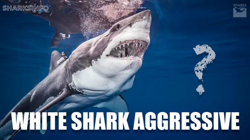 Are Great White Sharks Aggressive? – sharksinfo.com