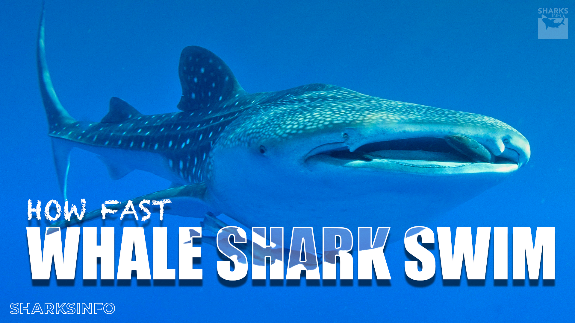 How Fast Can a Whale Shark Swim – sharksinfo.com