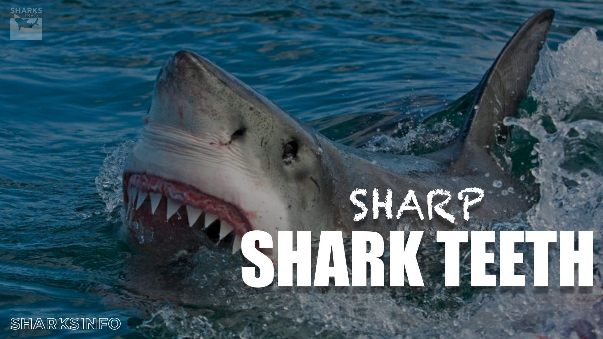 How Sharp Are Shark Teeth? – sharksinfo.com
