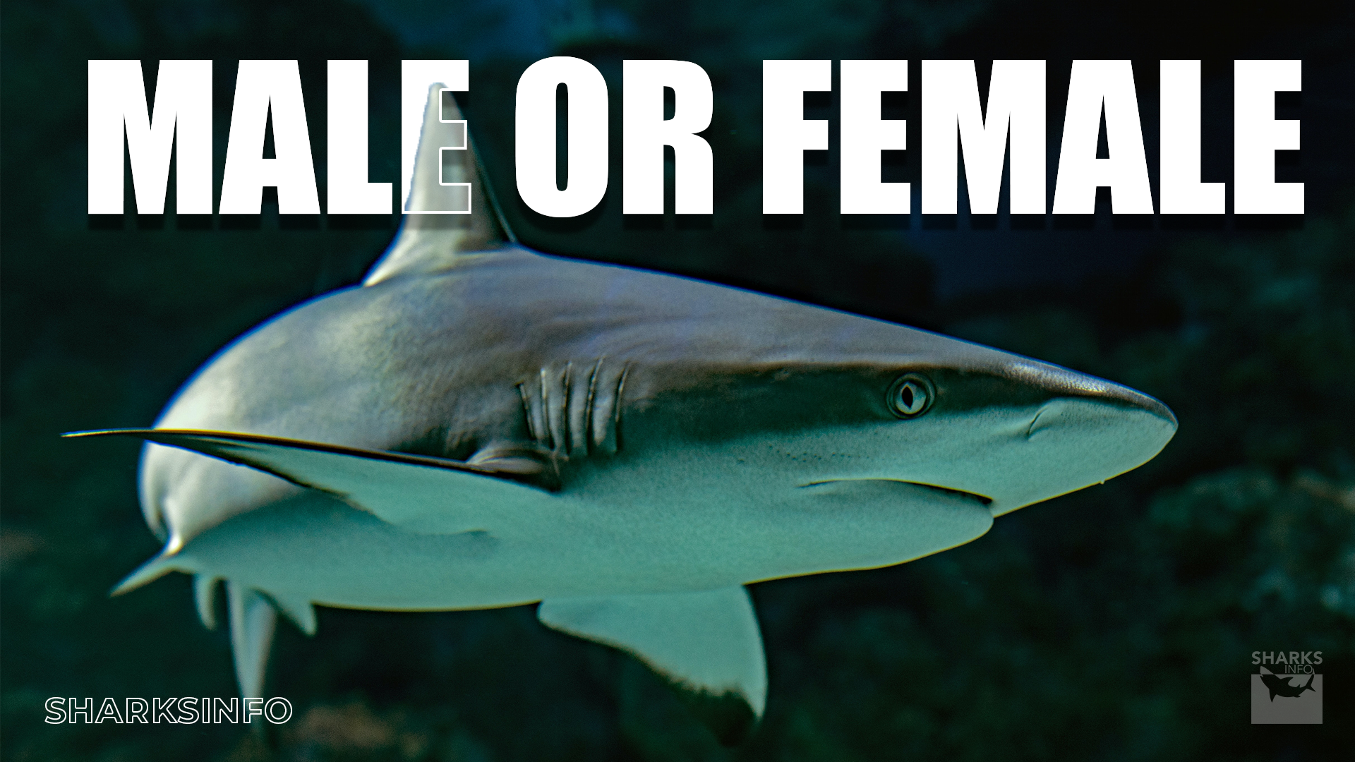 How to Tell If a Shark is Male or Female? – sharksinfo.com