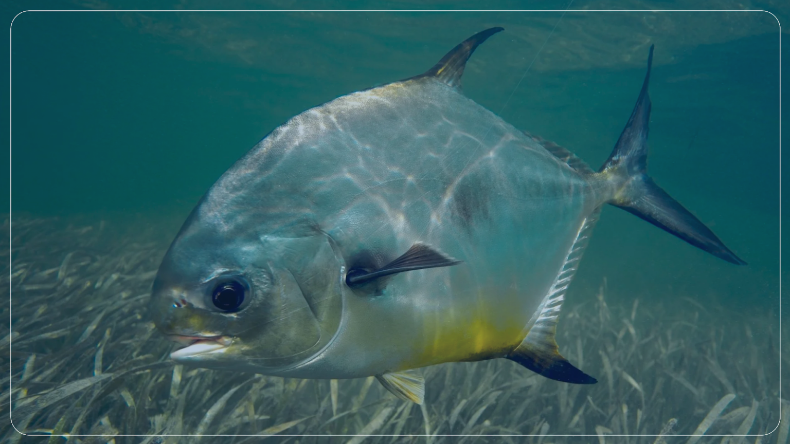 All of the Different Species of Jackfish That Anglers Can Catch ...