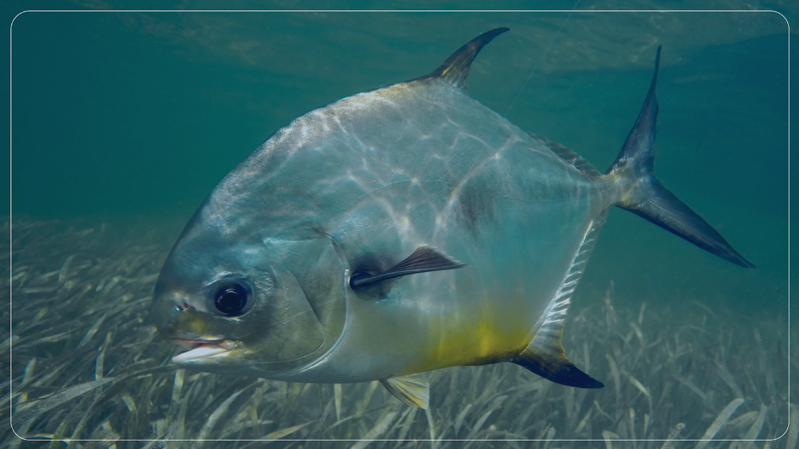 All of the Different Species of Jackfish That Anglers Can Catch ...